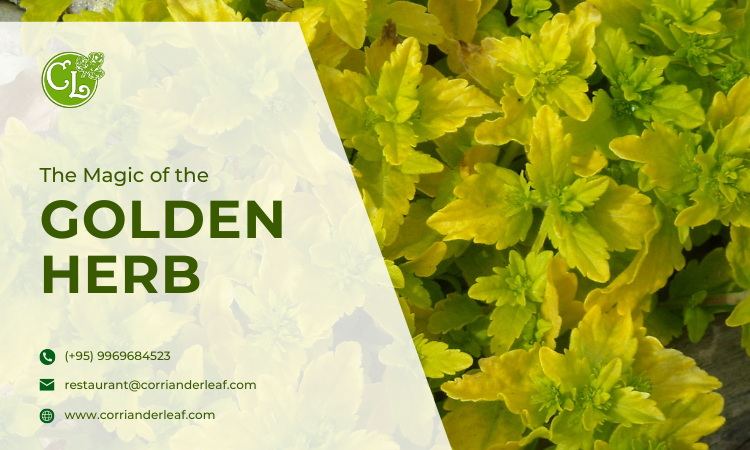 The Magic of the Golden Herb